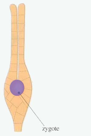 Zygote