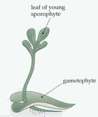 Sporophyte development